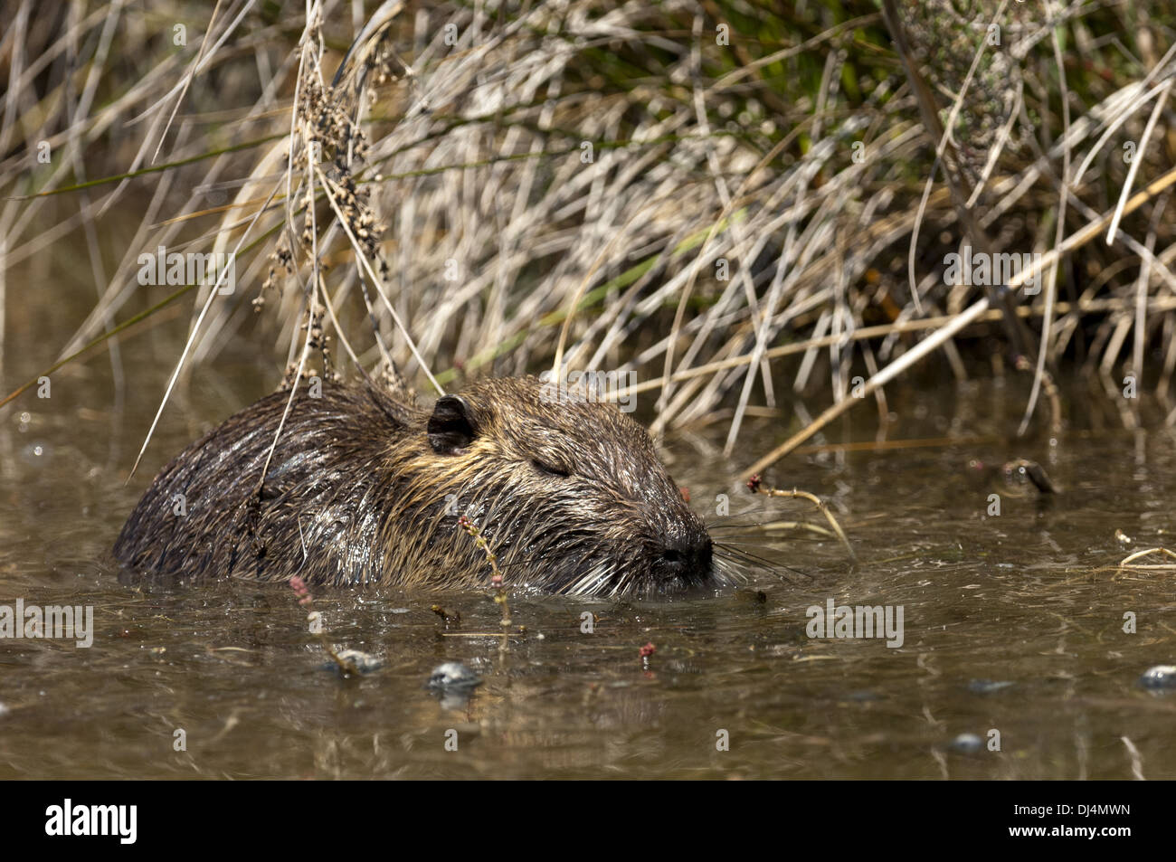 Nutria, Myocastor coypus Stock Photo - Alamy