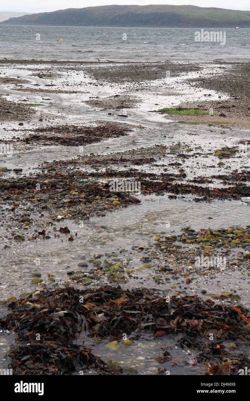Algae over rocks hi-res stock photography and images - Alamy