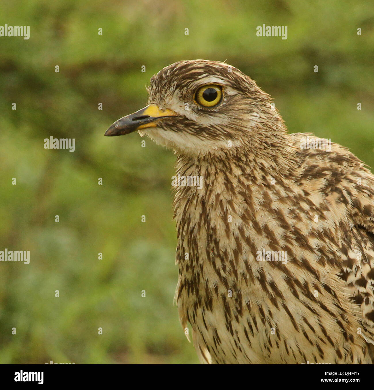 African dikkop hi-res stock photography and images - Alamy