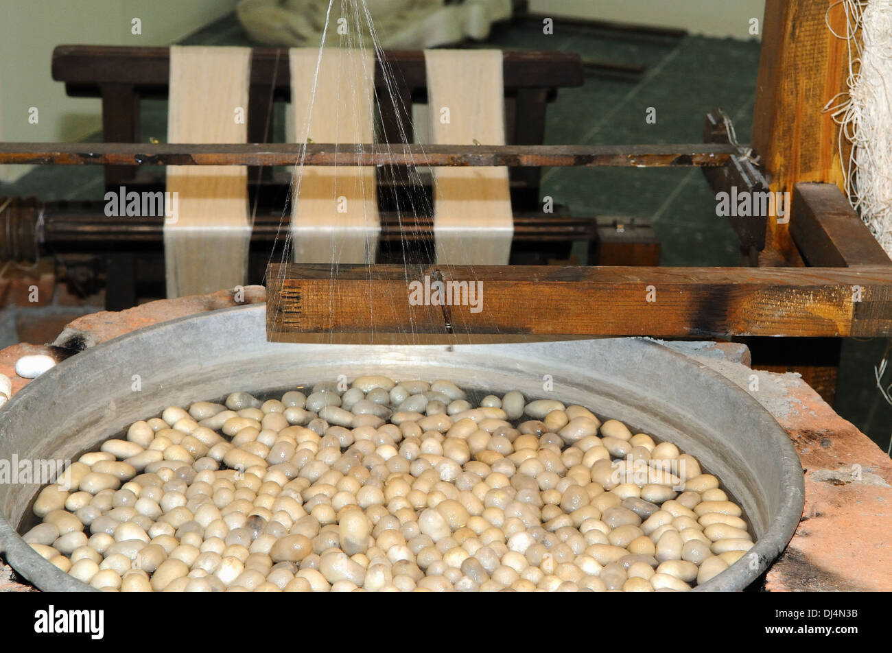 Silkworm spinning cocoon hi-res stock photography and images - Alamy