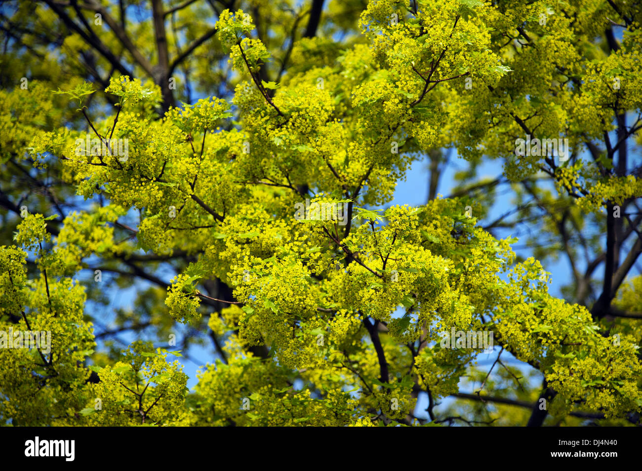 Linde baum hi-res stock photography and images - Alamy