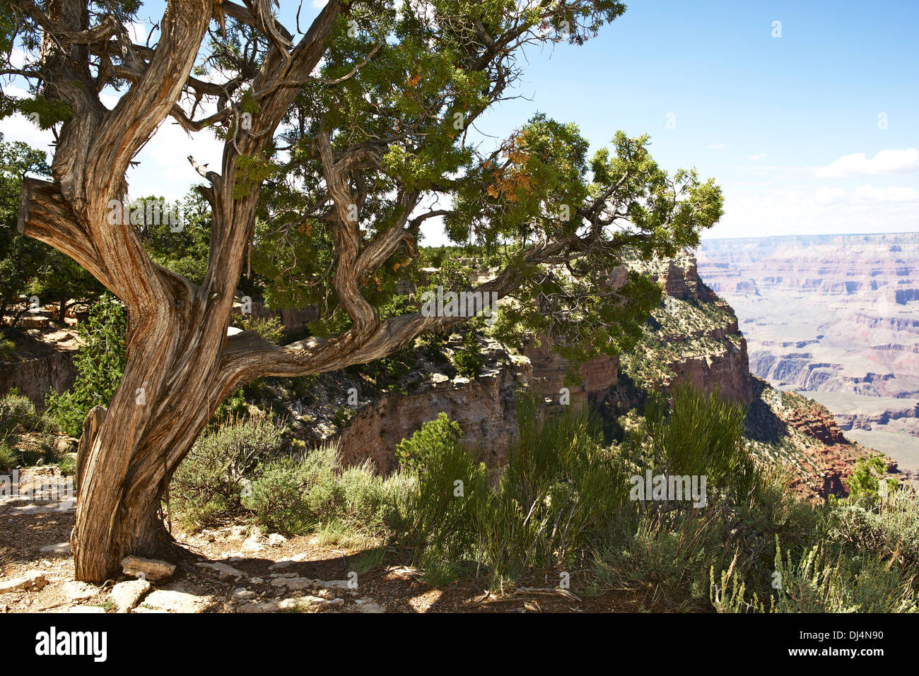 Arizona Nature. Grand Canyon Trees. Nature Collection Stock Photo - Alamy