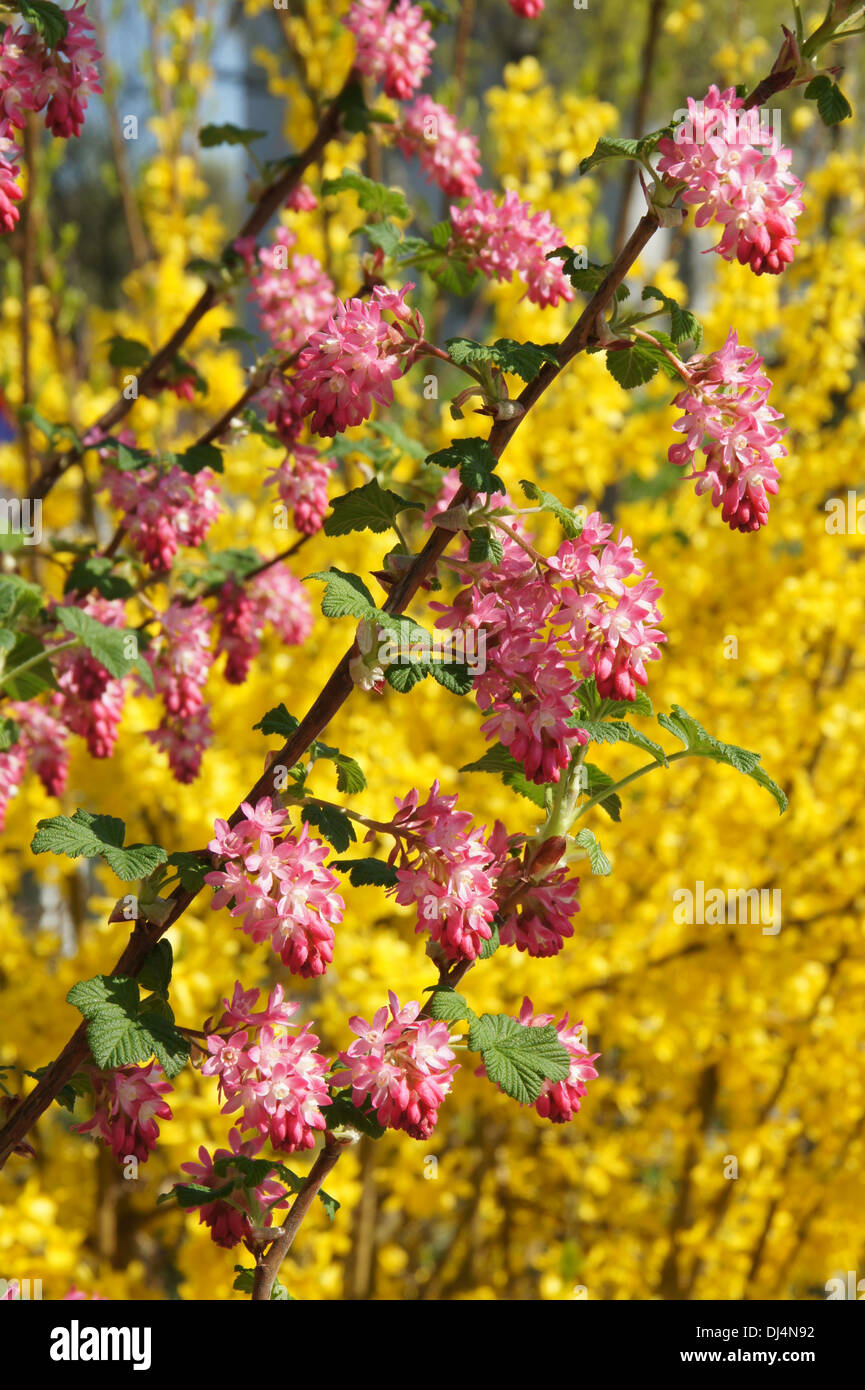 Currant garden shrubs hi-res stock photography and images - Alamy