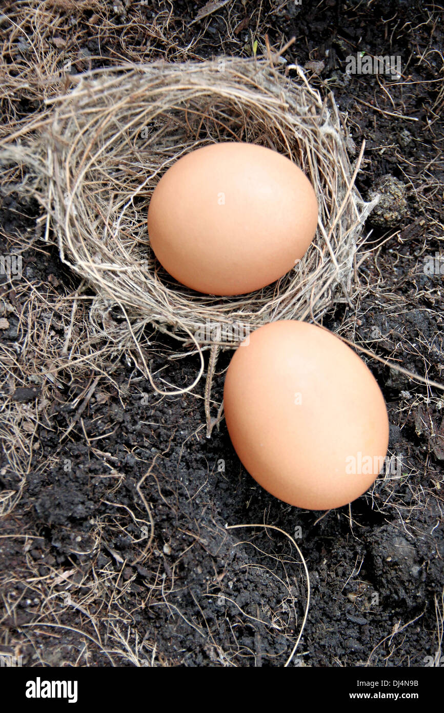 The Picture Eggs in nests placed on ground Stock Photo - Alamy