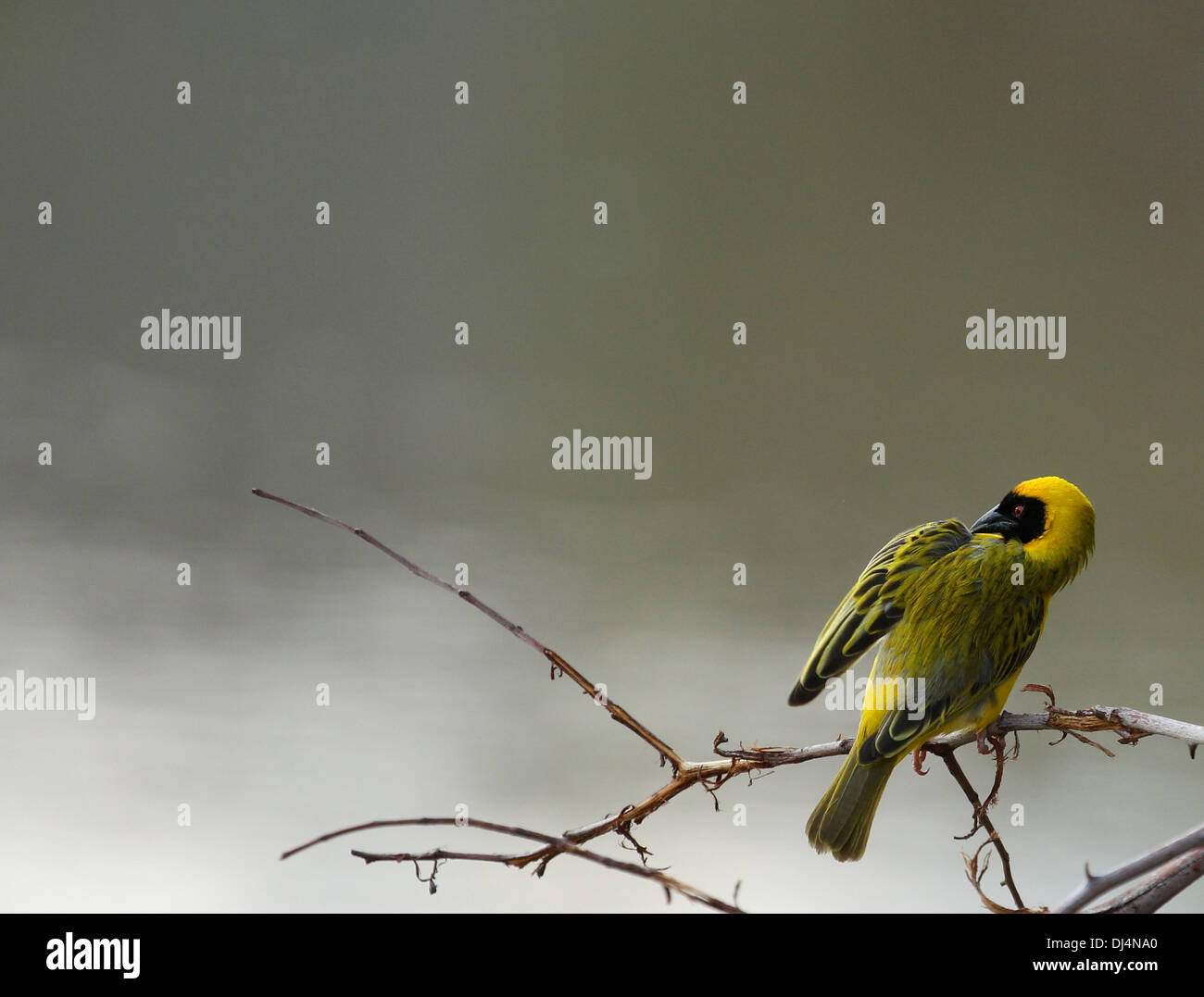 Ploceus velatus nest hi-res stock photography and images - Alamy