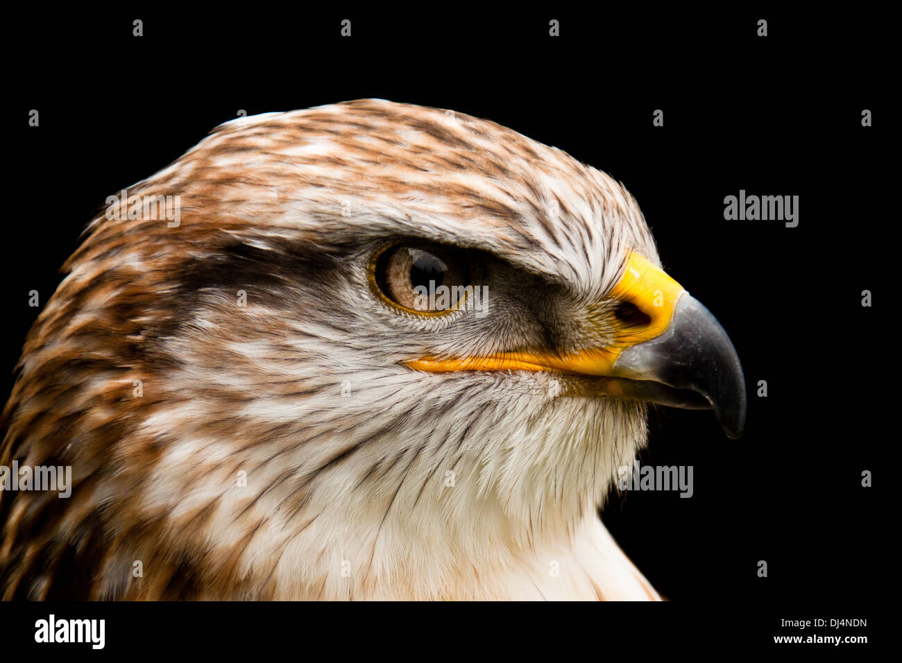 Pradatoren hi-res stock photography and images - Alamy