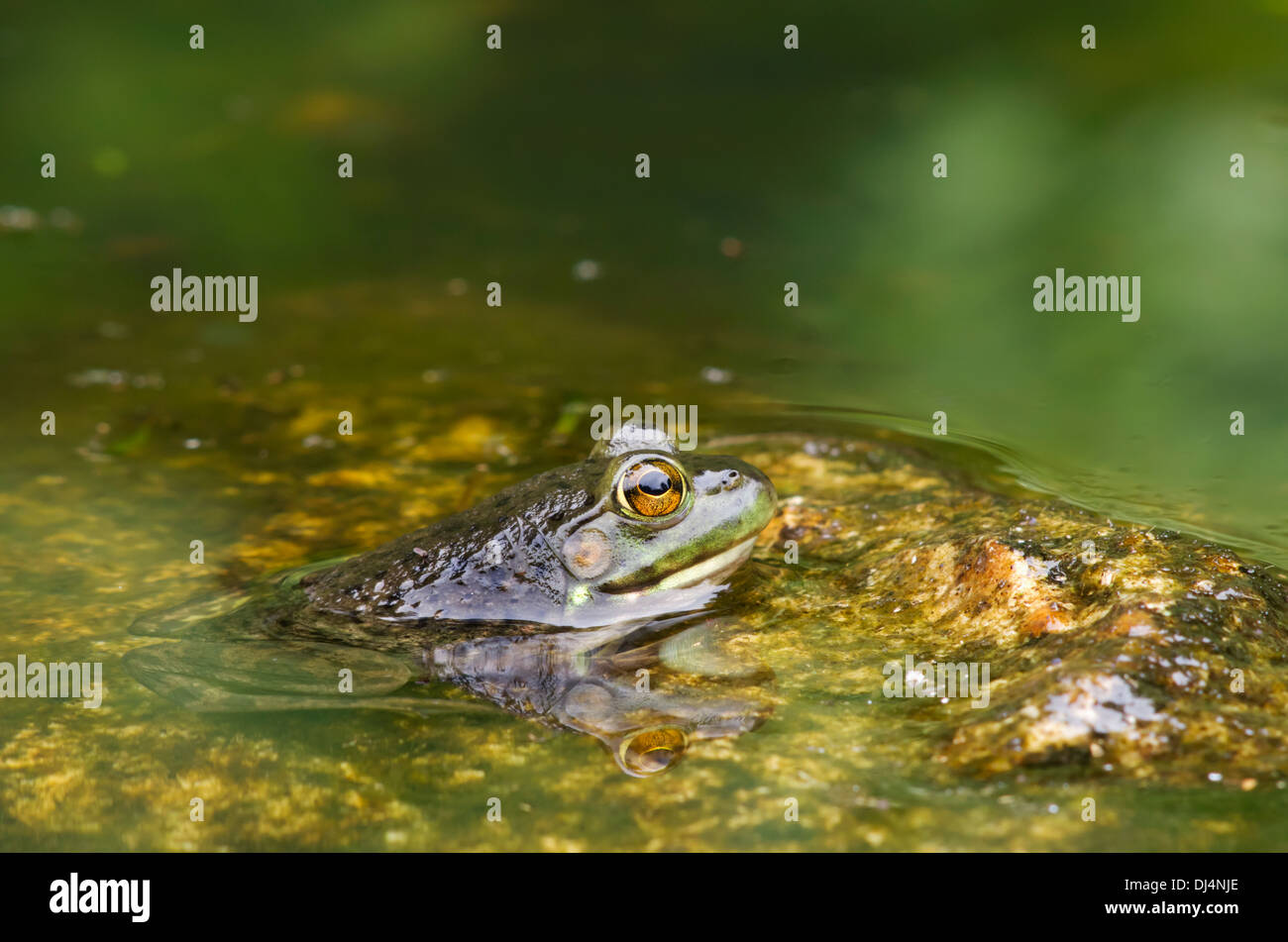Green Frog (Rana Clamitans Melanota), Gatineau Park; Quebec, Canada ...