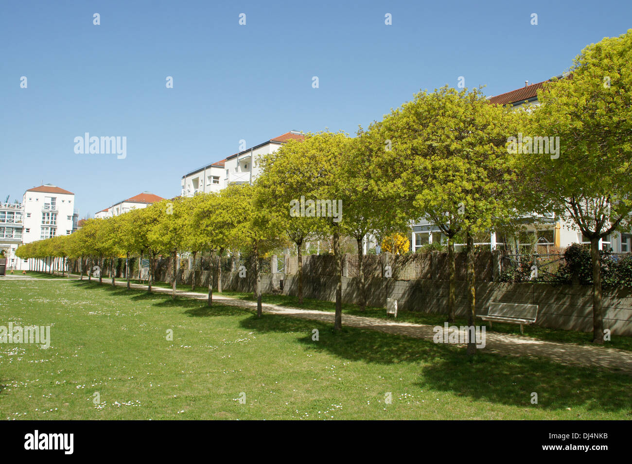 Globe Norway Maple Stock Photo - Alamy