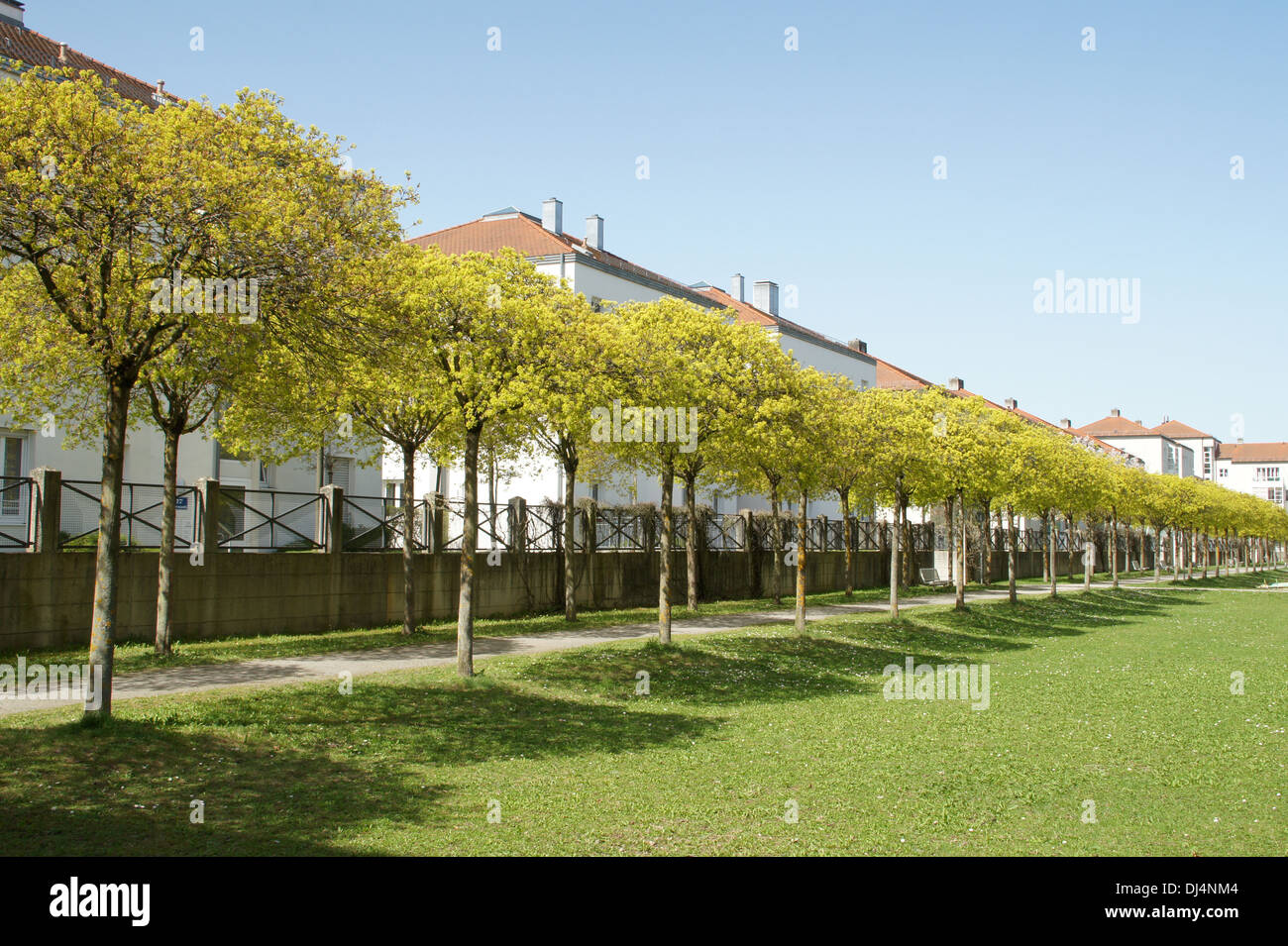 Globe Norway Maple Stock Photo - Alamy
