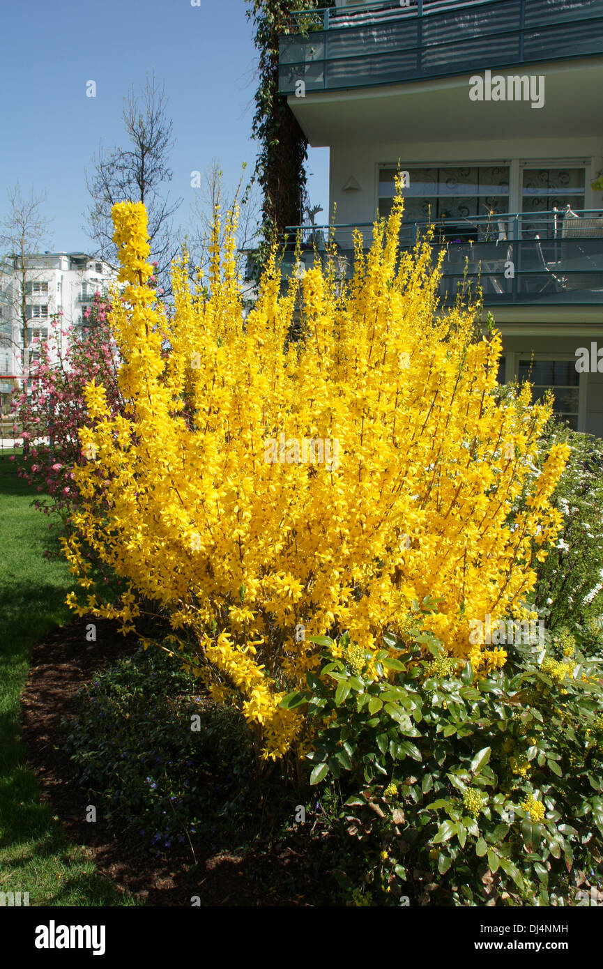 Forsythia hi-res stock photography and images - Alamy