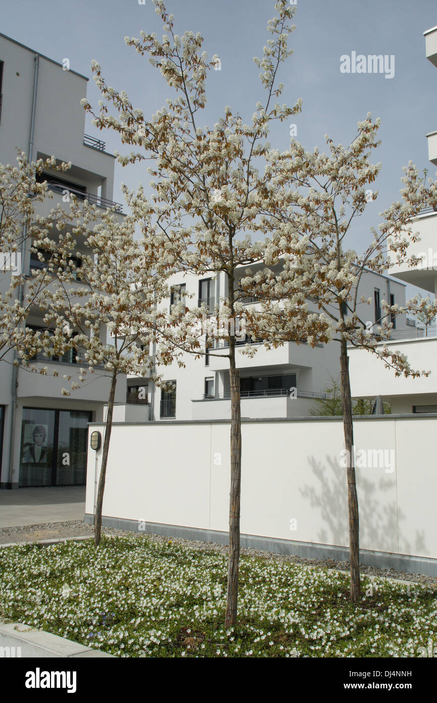 Shadbush hi-res stock photography and images - Alamy