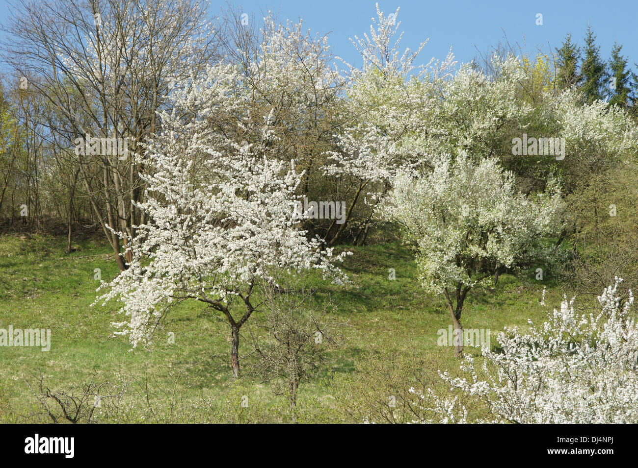 Plum trees hi-res stock photography and images - Alamy