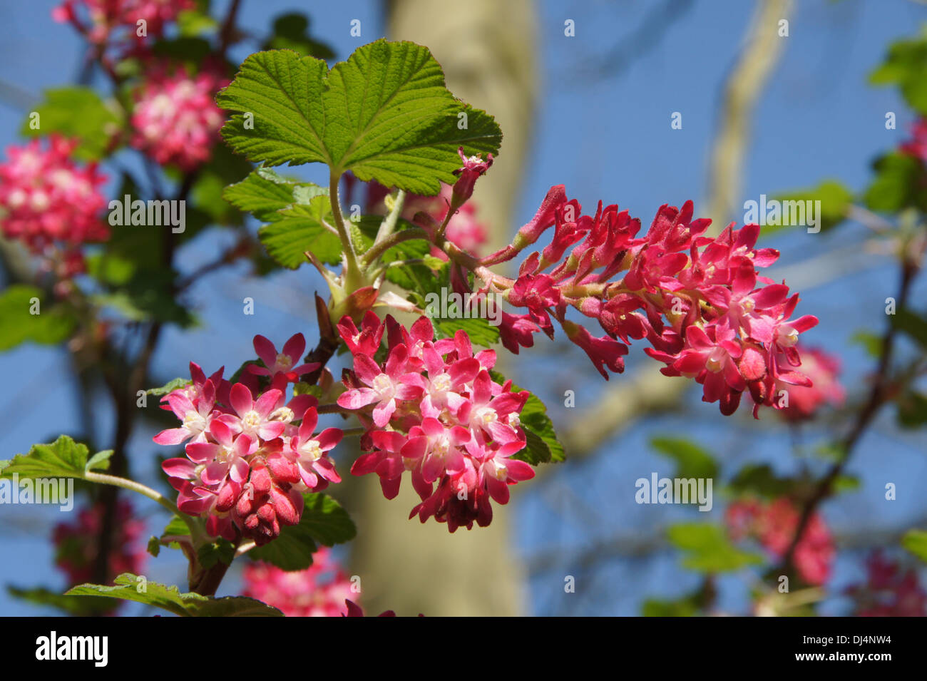 Currant garden shrubs hi-res stock photography and images - Alamy