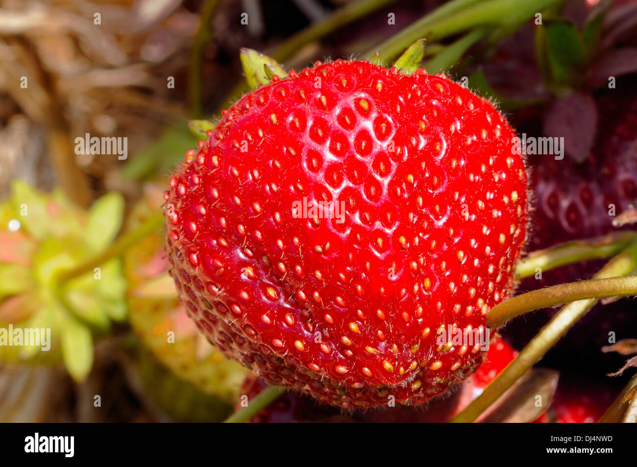 Red fruit - strawberry Stock Photo - Alamy