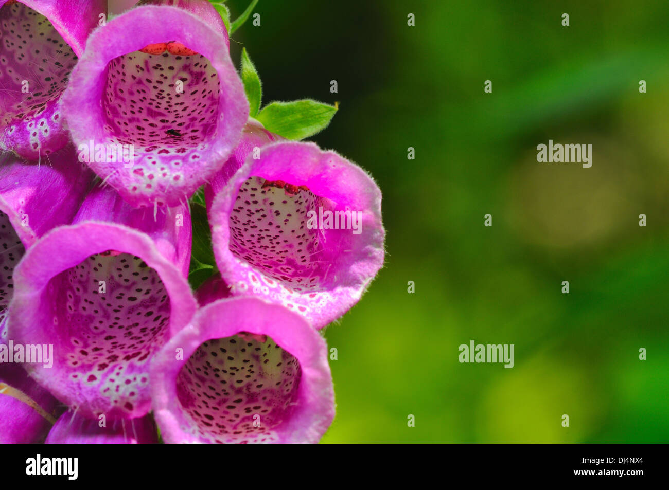 Foxglove and green space hi-res stock photography and images - Alamy