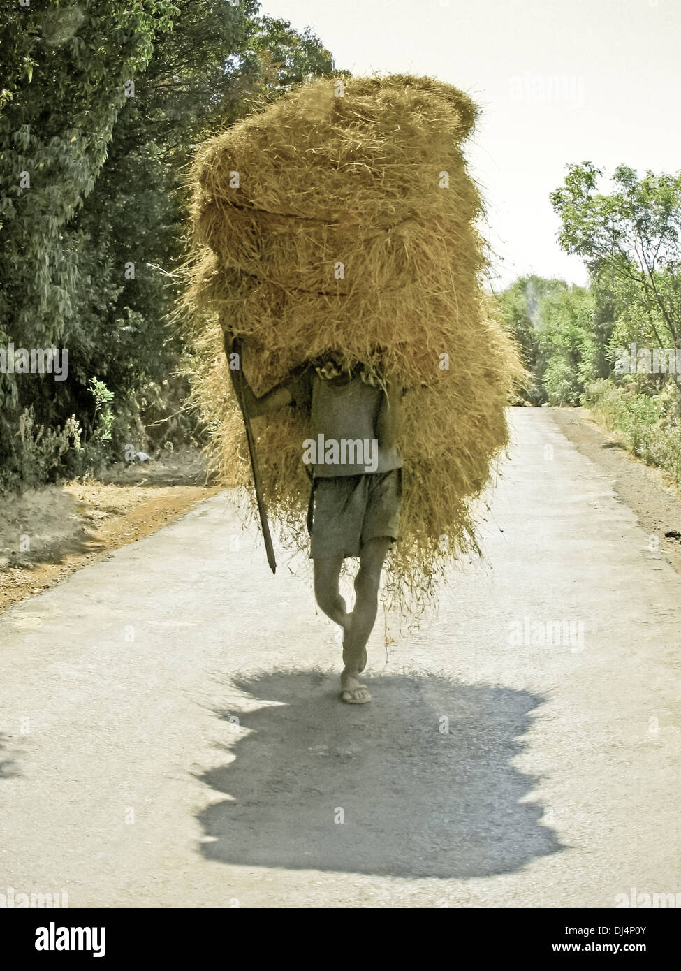 Man carrying hay for feeding domestic animals. Mahabaleshwar, Satara ...