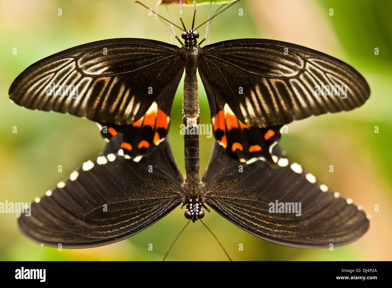 Mating of Common Mormon Stock Photo - Alamy