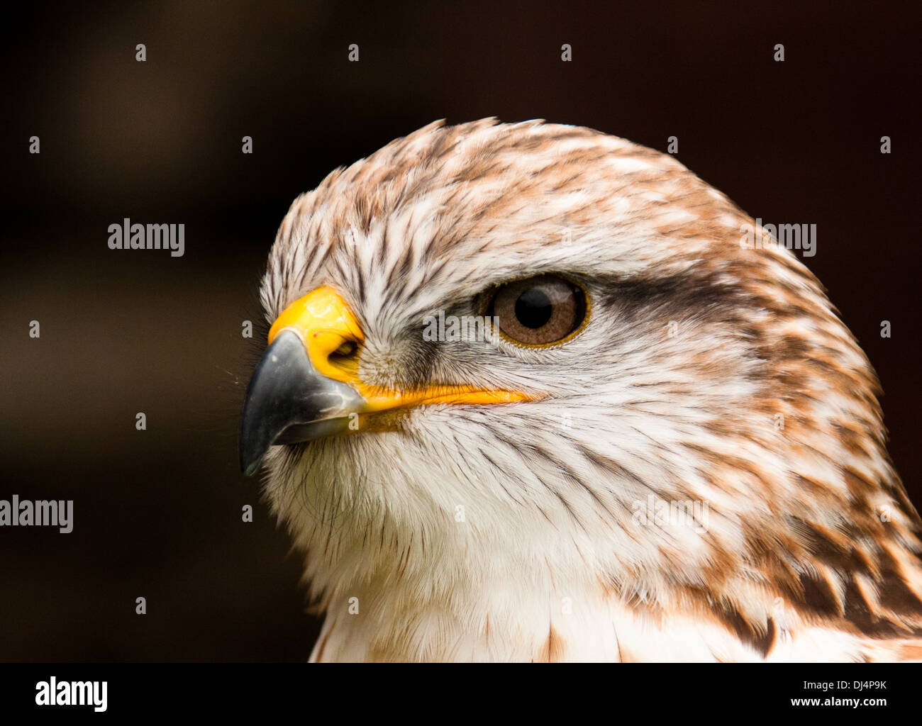 Rough leg hawk hi-res stock photography and images - Alamy