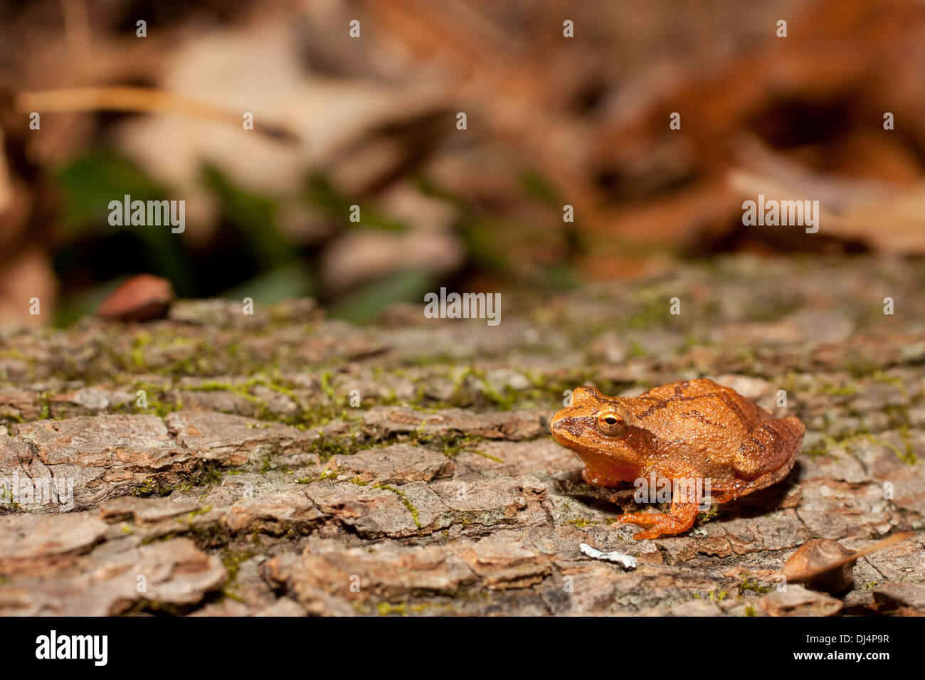 Spring peeper hi-res stock photography and images - Alamy