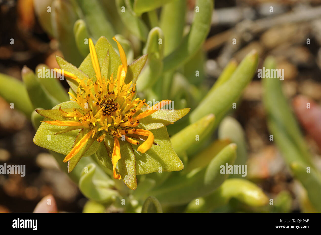Didelta carnosa, Perdeblom Stock Photo - Alamy