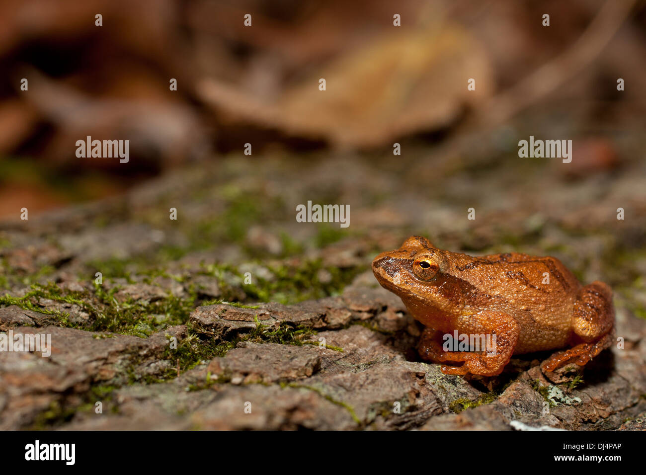 Spring peeper hi-res stock photography and images - Alamy