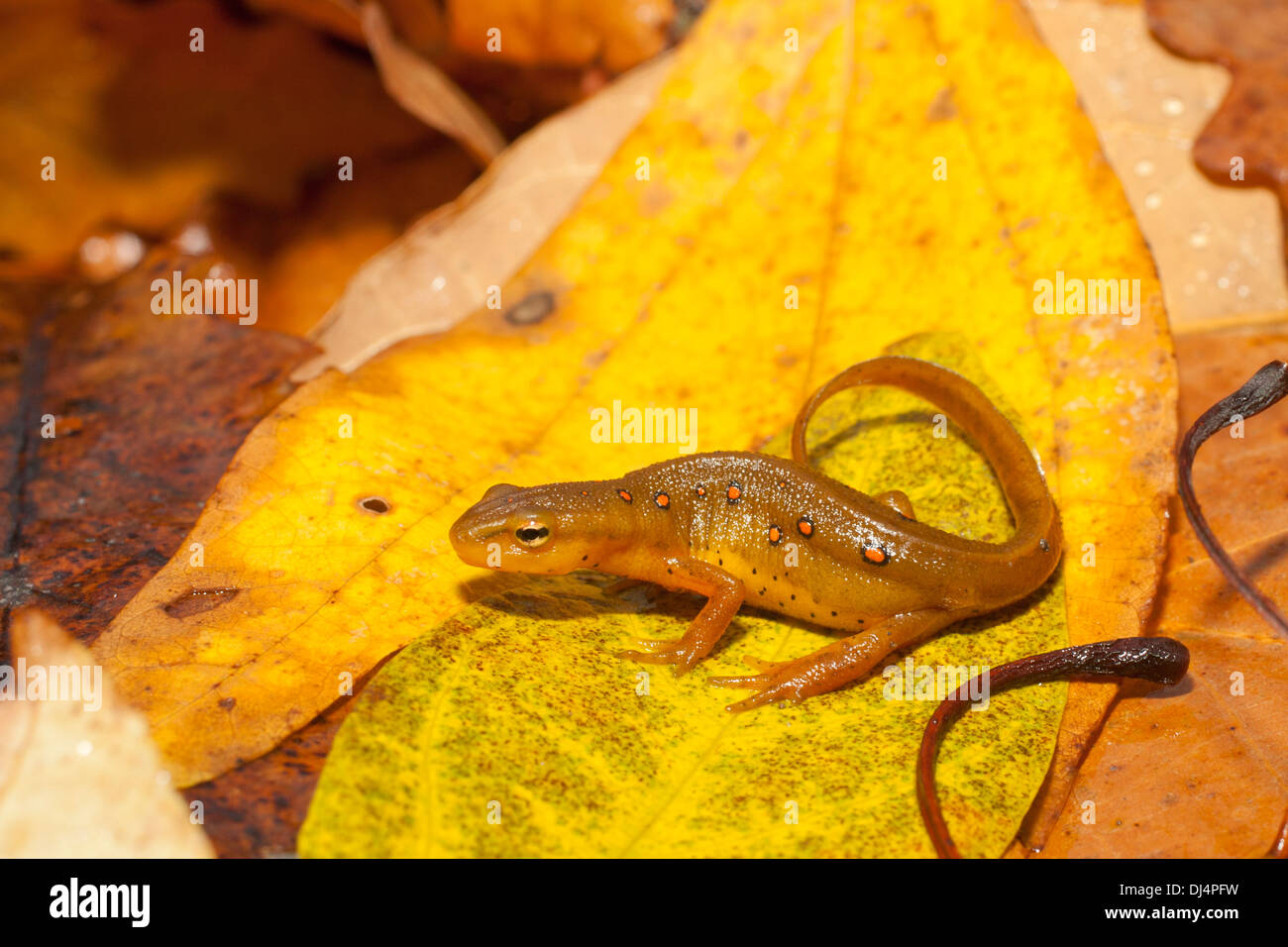Red-spotted newt crawling on fall foliage - Notopthalmus viridescens ...