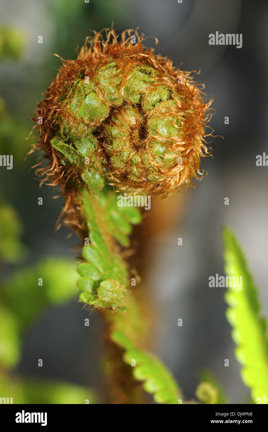 Fern frond unfurling hi-res stock photography and images - Alamy
