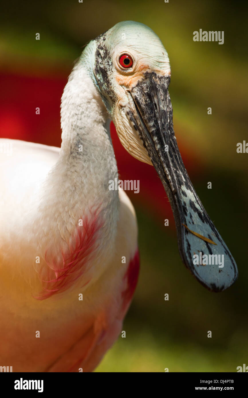 Roseate spoonbill hi-res stock photography and images - Alamy