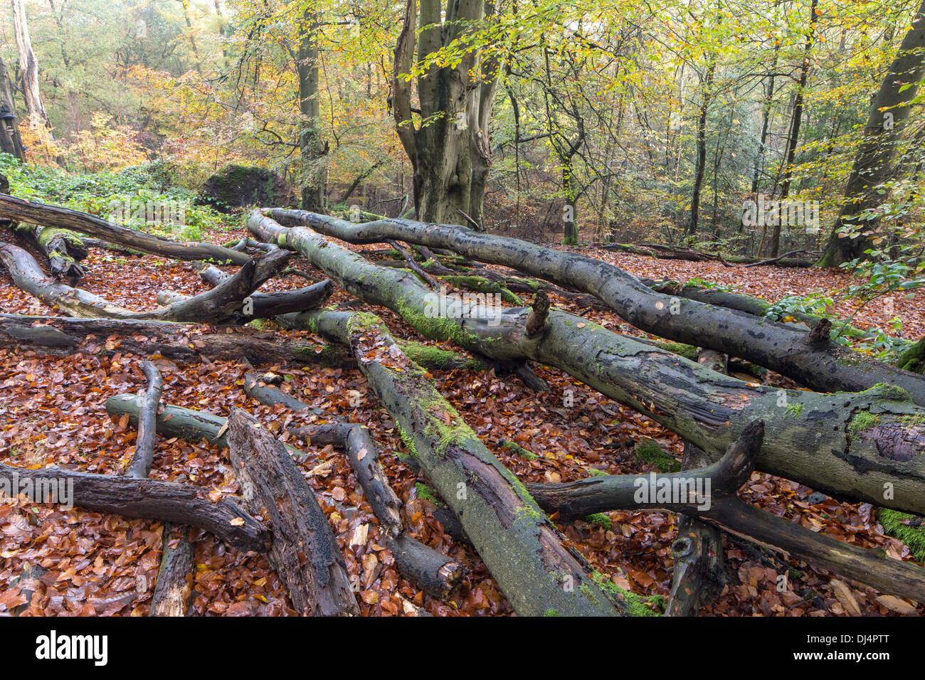 Fallen beech trees in an autumn wood, England, UK Stock Photo - Alamy