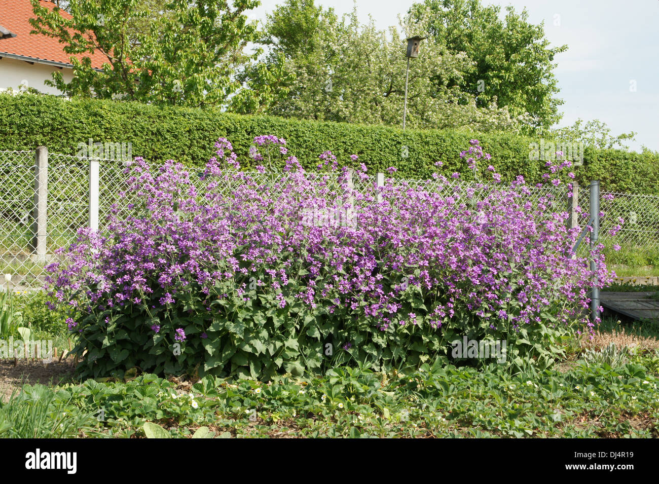 Lunaria High Resolution Stock Photography and Images - Alamy