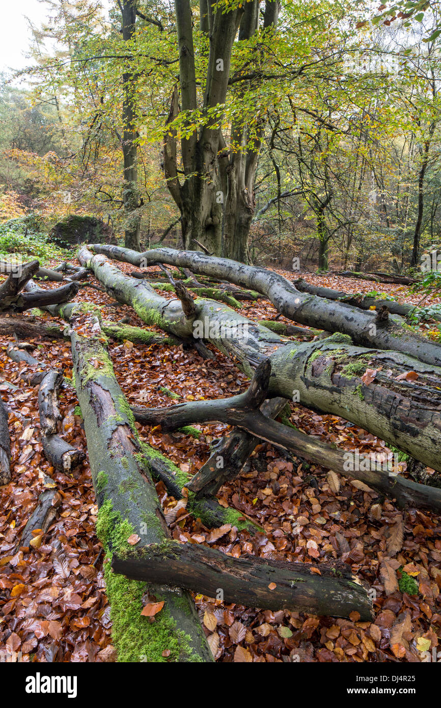 Fallen beech trees in an autumn wood, England, UK Stock Photo - Alamy