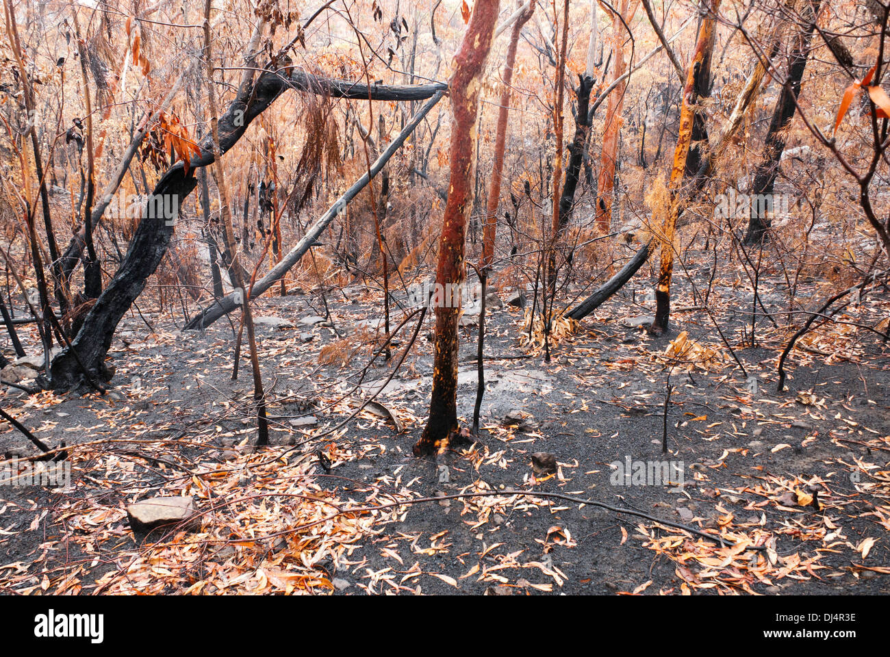 Burnt Bush High Resolution Stock Photography and Images - Alamy