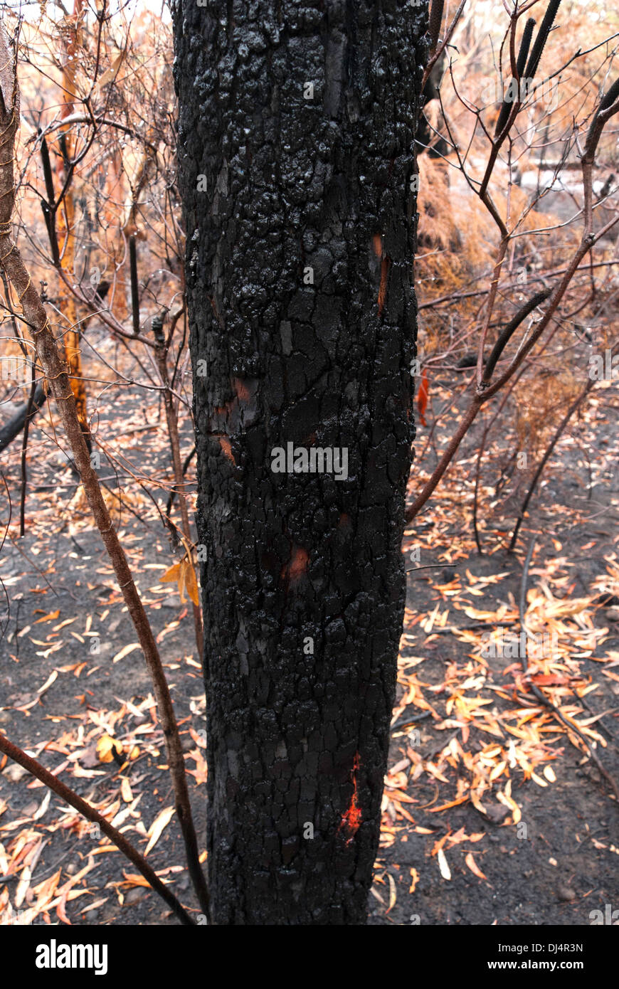 Burnt fallen tree hi-res stock photography and images - Alamy