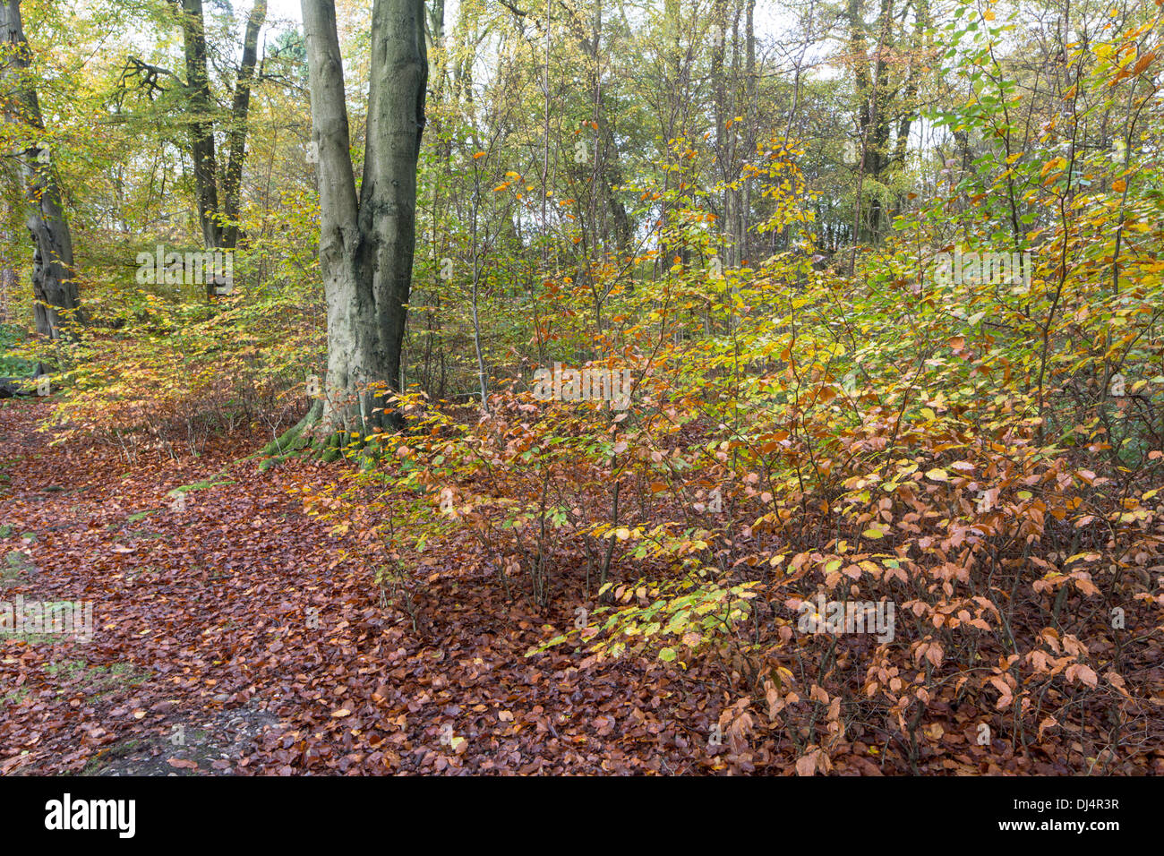 Beech tree saplings hi-res stock photography and images - Alamy