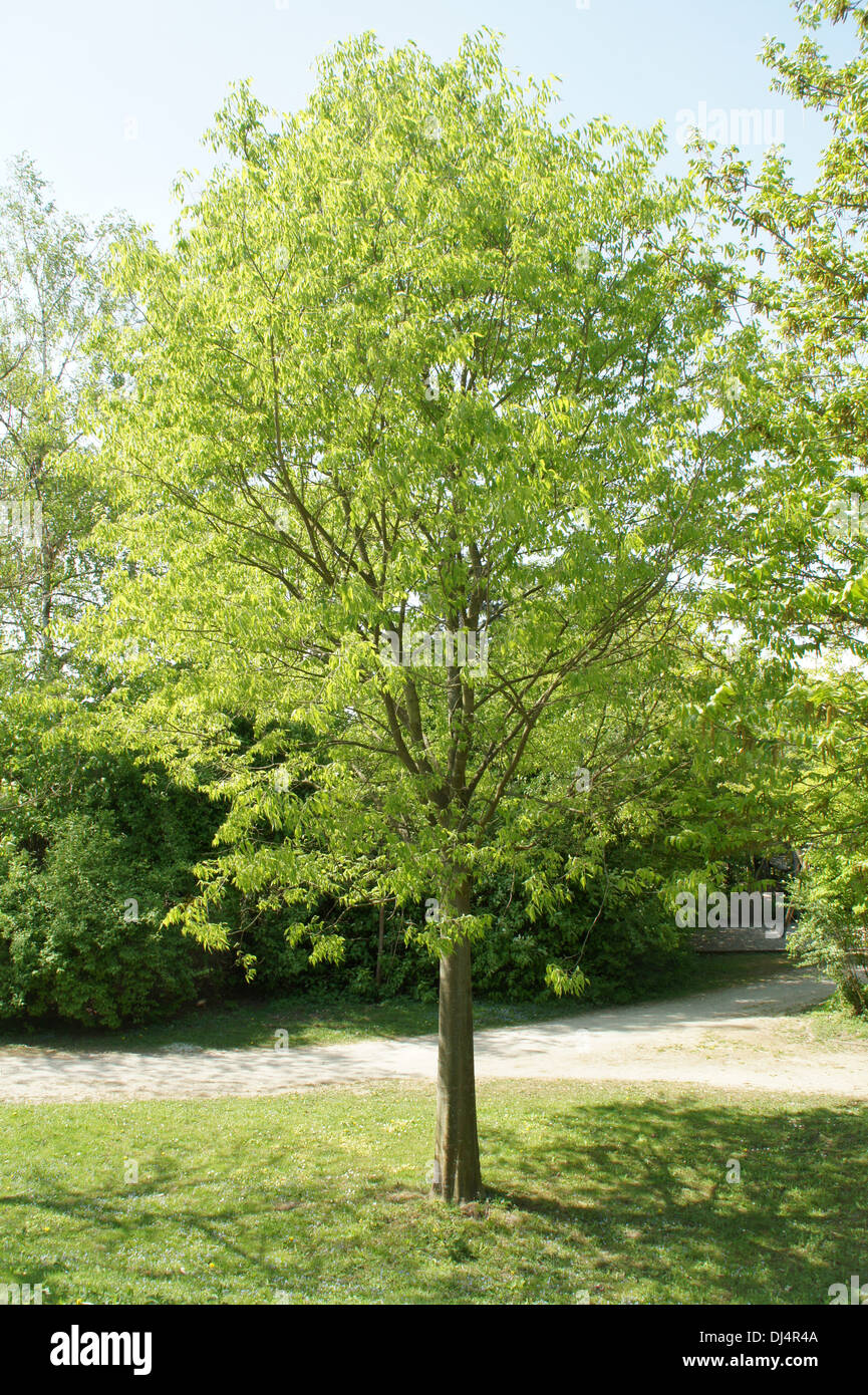 Celtis australis hi-res stock photography and images - Alamy