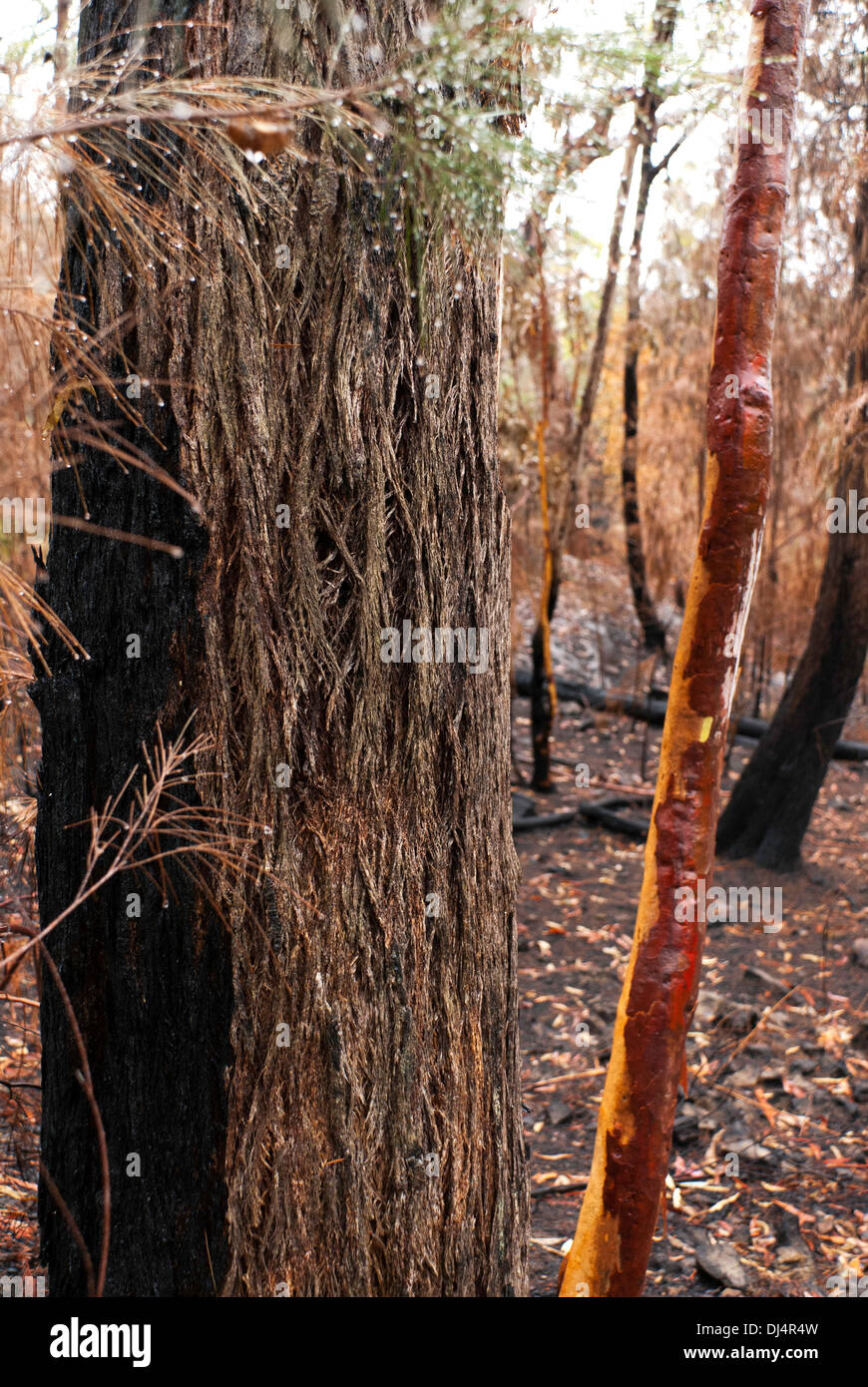 Australian burnt tree hi-res stock photography and images - Alamy