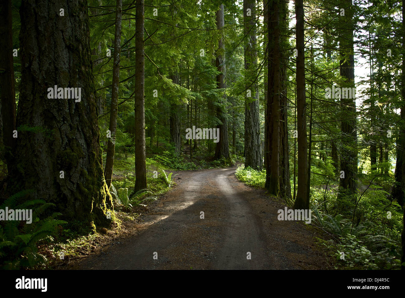 Summer Forest Road. Gravel Forest Road. Nature Collection Stock Photo ...