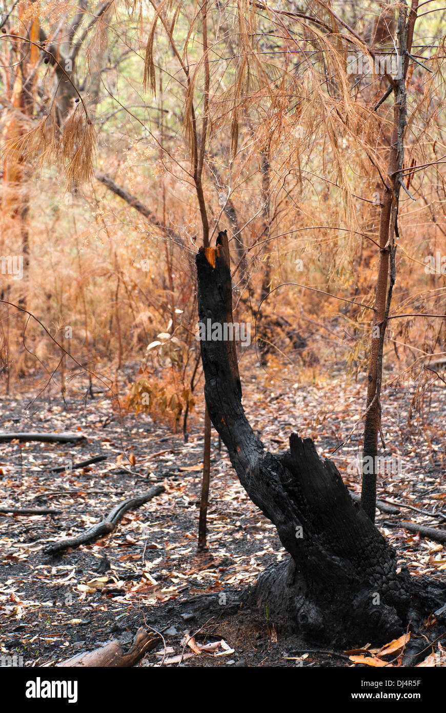 Burnt bush in the Blue Mountains, Australia Stock Photo - Alamy