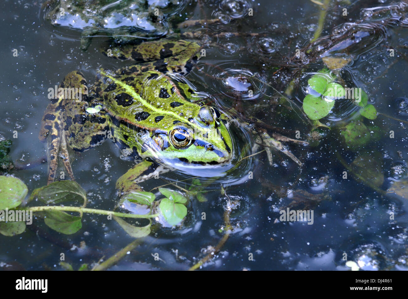 Side view of frog hi-res stock photography and images - Alamy