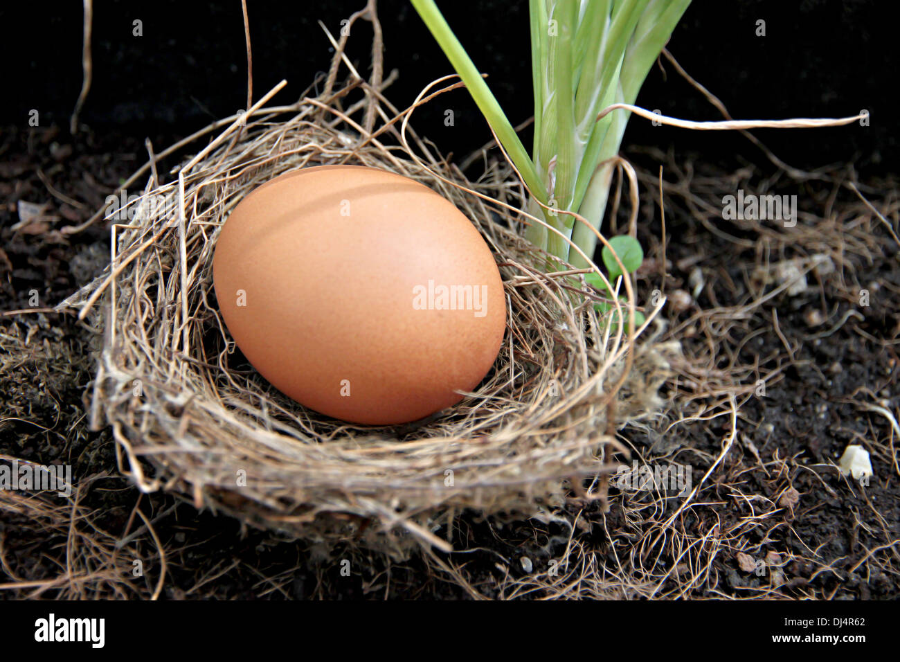 The Picture Eggs in nests placed on ground Stock Photo - Alamy