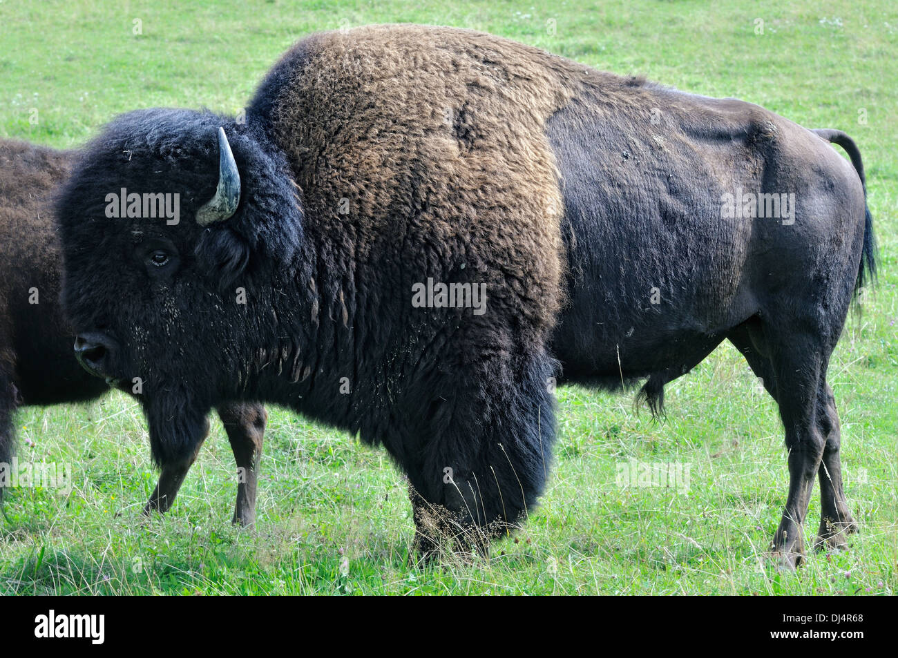 American bison (bison bison) bulls hi-res stock photography and images ...
