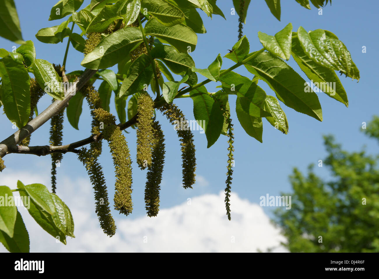 Wingnuts hi-res stock photography and images - Alamy