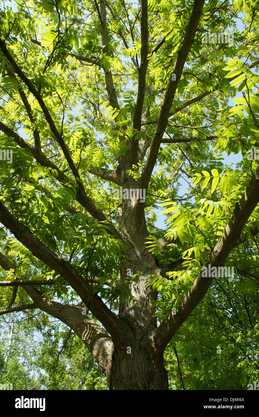 Wingnut High Resolution Stock Photography and Images - Alamy