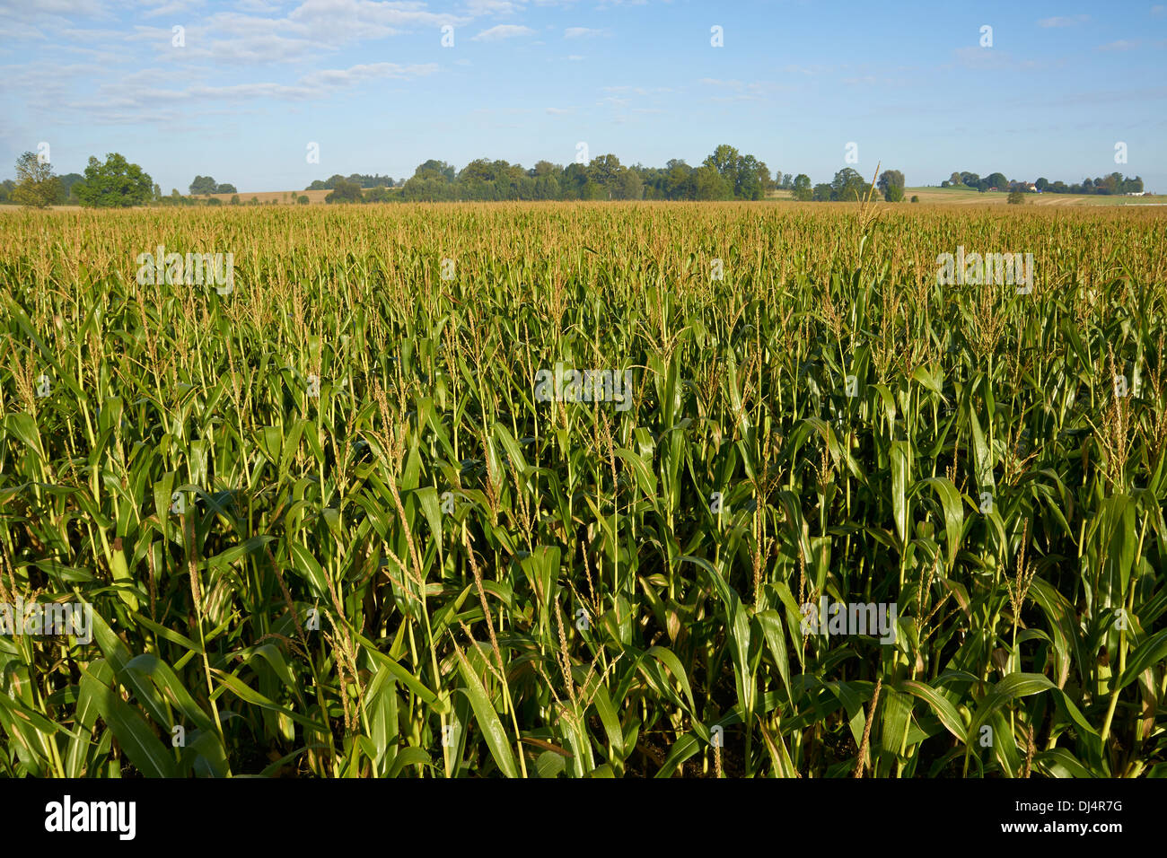 Large corn plant hi-res stock photography and images - Alamy