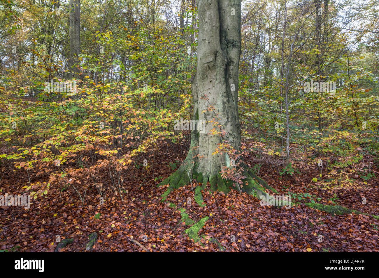 Beech tree saplings hi-res stock photography and images - Alamy