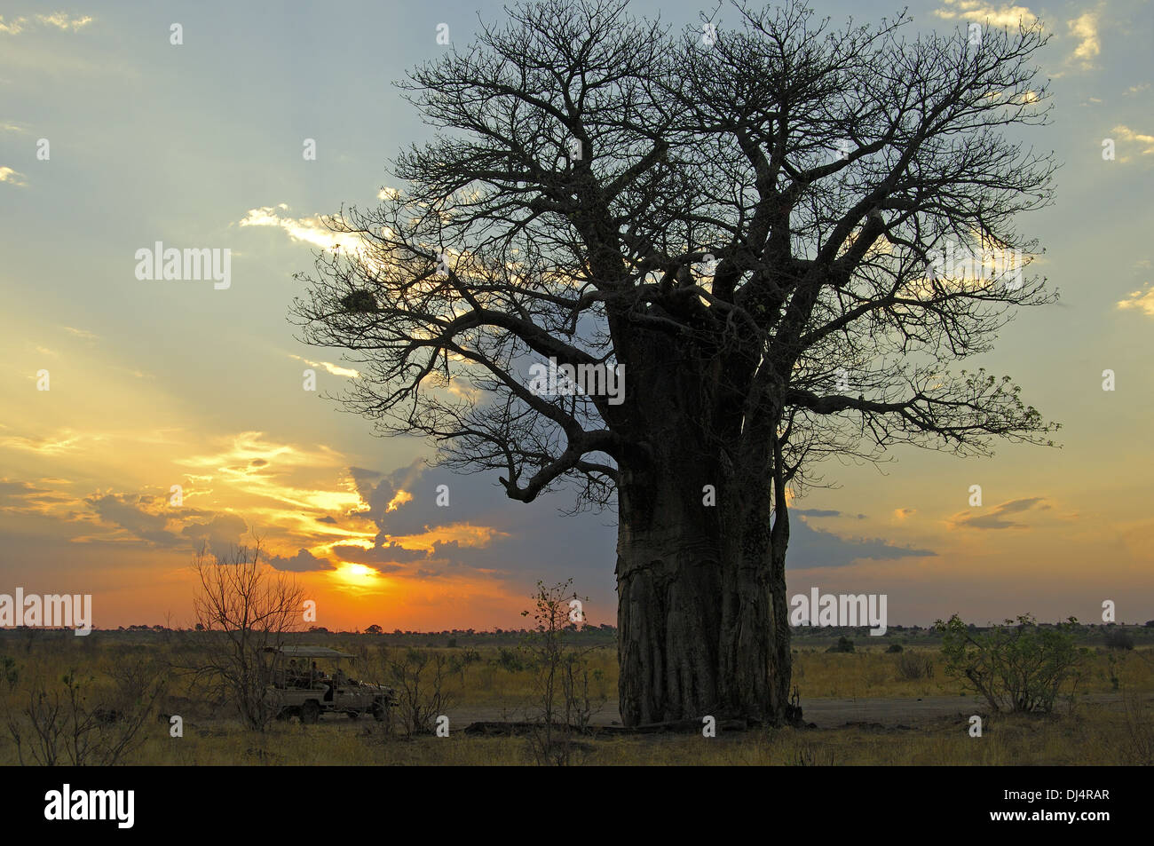 Deciduous tree photos hi-res stock photography and images - Alamy