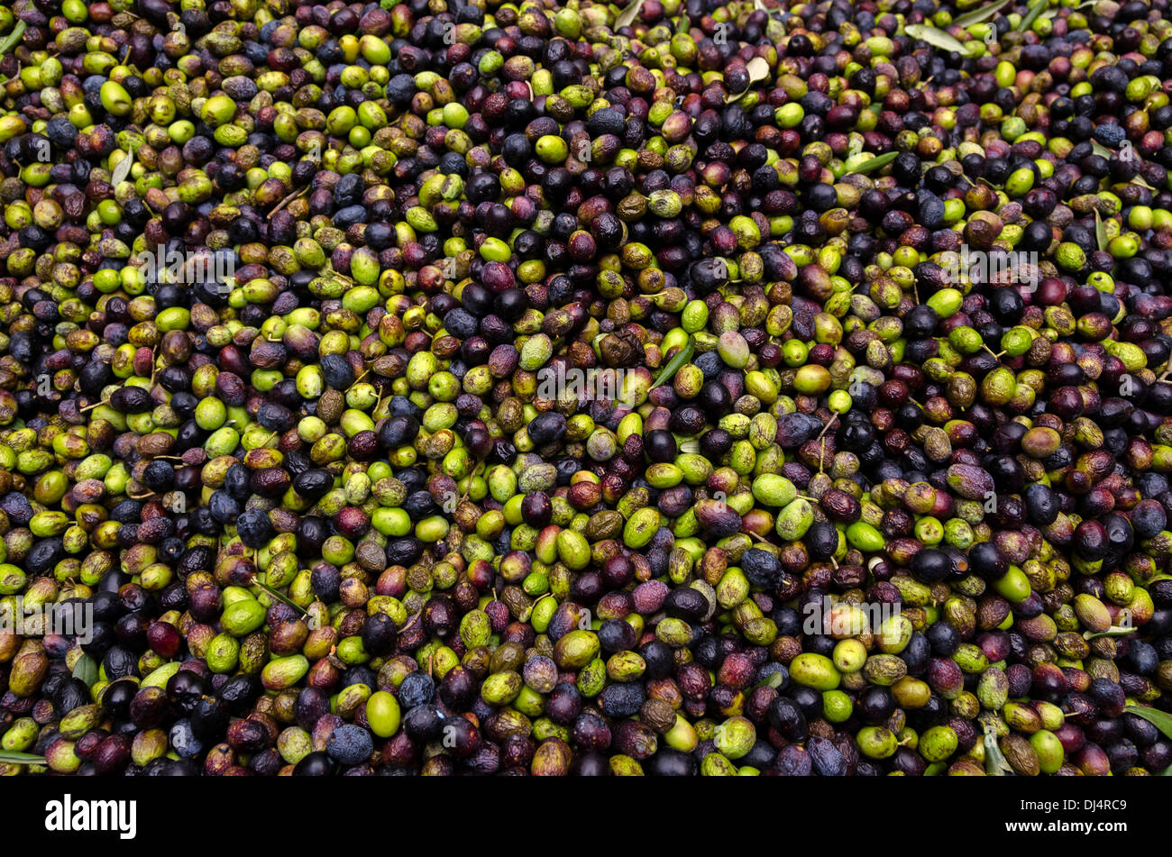 green and black olives in a mill ready to be squeezed Stock Photo - Alamy