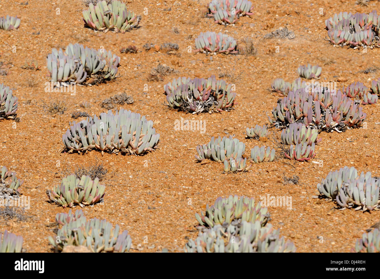 Cheiridopsis sp., Namaqualand, South Africa Stock Photo - Alamy