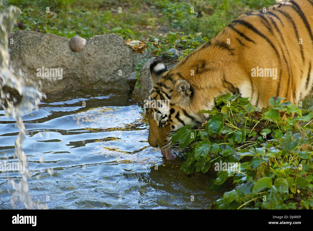 Amur tiger russia hi-res stock photography and images - Alamy