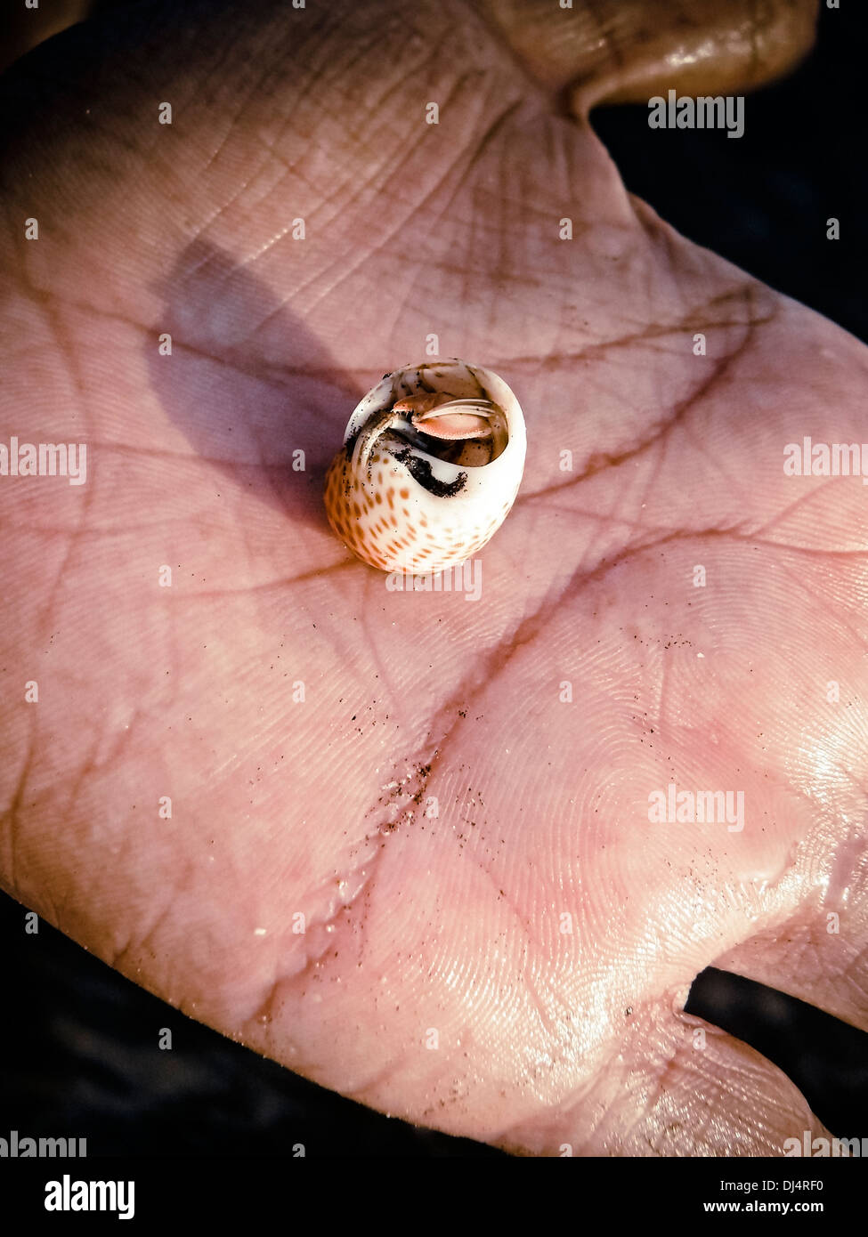 Hermit crab in human hand Stock Photo - Alamy